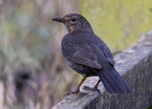 15 Types of Thrush Birds: An Overview (with Pictures) - Optics Mag