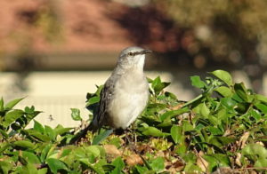 10 Interesting & Fun Mockingbird Facts You Never Knew - Optics Mag