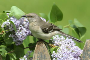10 Interesting & Fun Mockingbird Facts You Never Knew - Optics Mag