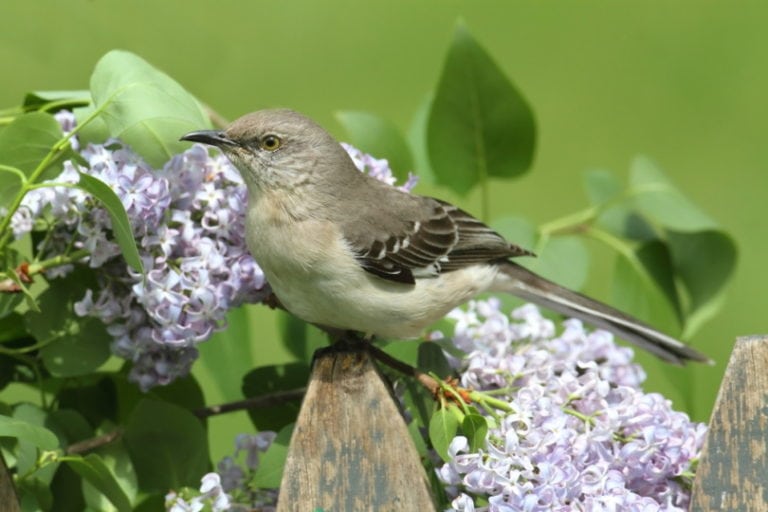 10 Interesting & Fun Mockingbird Facts You Never Knew - Optics Mag
