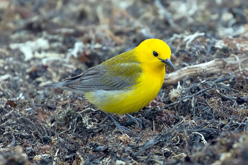 18 Birds with Yellow Heads (With Pictures) - Optics Mag