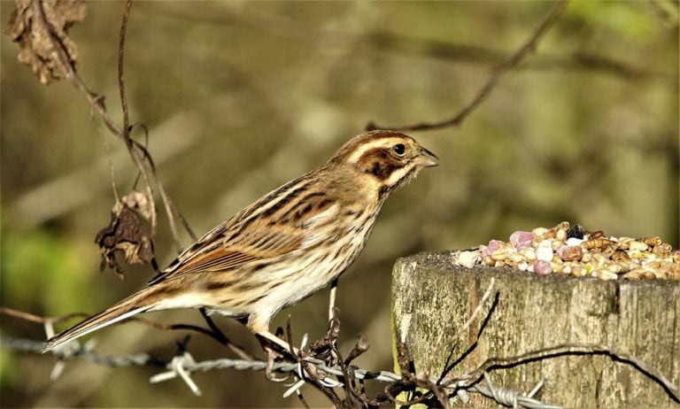 15 Types of Thrush Birds: An Overview (with Pictures) - Optics Mag