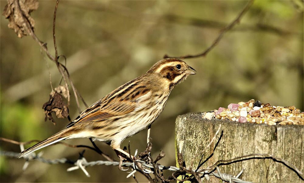 15 Types of Thrush Birds: An Overview (with Pictures) - Optics Mag
