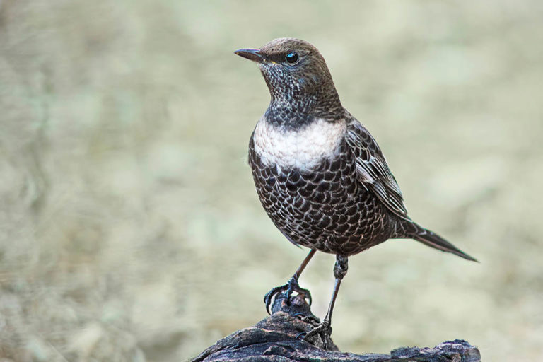 15 Types of Thrush Birds: An Overview (with Pictures) - Optics Mag