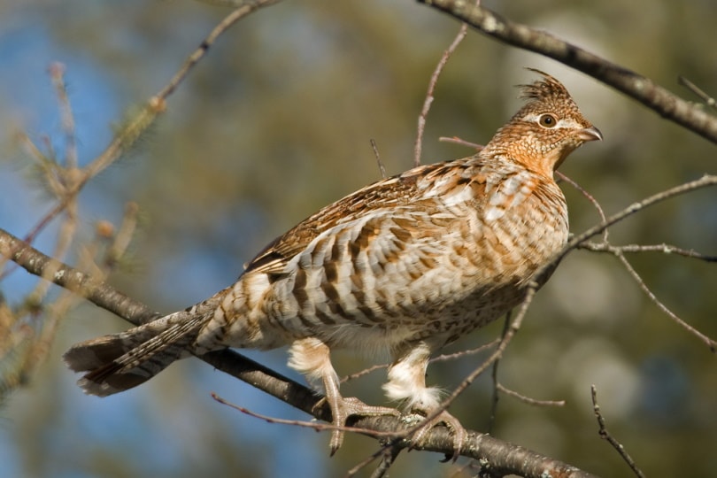 What Is Pennsylvania’s State Bird? How Was It Decided? - Optics Mag