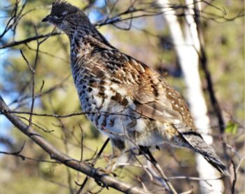 What Is Pennsylvania’s State Bird? How Was It Decided? - Optics Mag