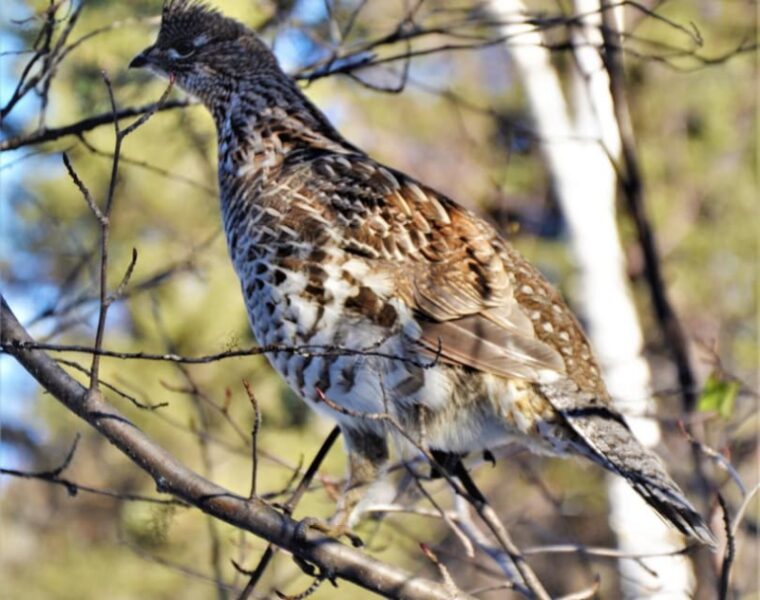 What Is Pennsylvania’s State Bird? How Was It Decided? - Optics Mag