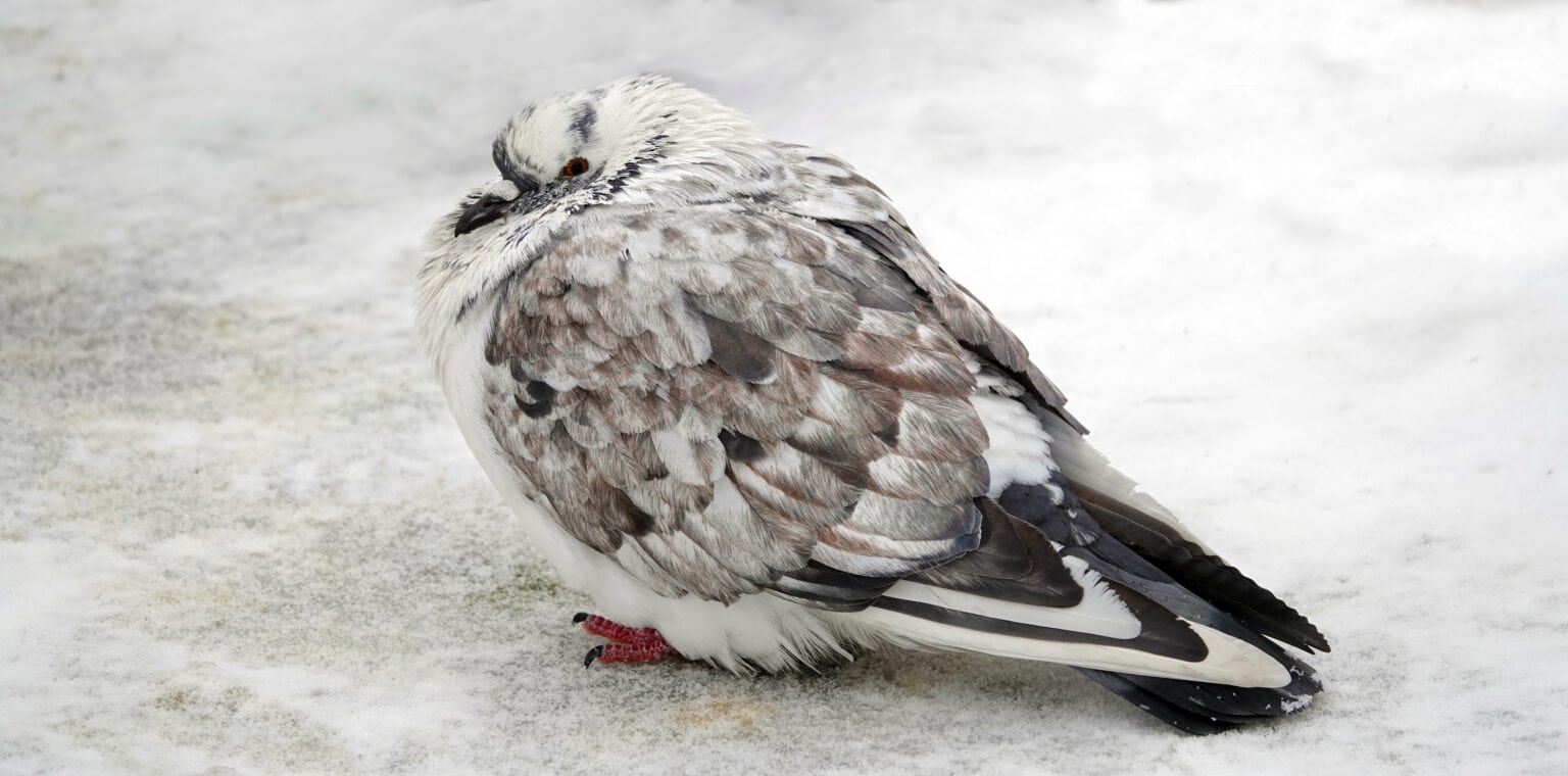 Why Do Birds Puff Up Their Feathers? 9 Reasons for this Behavior ...