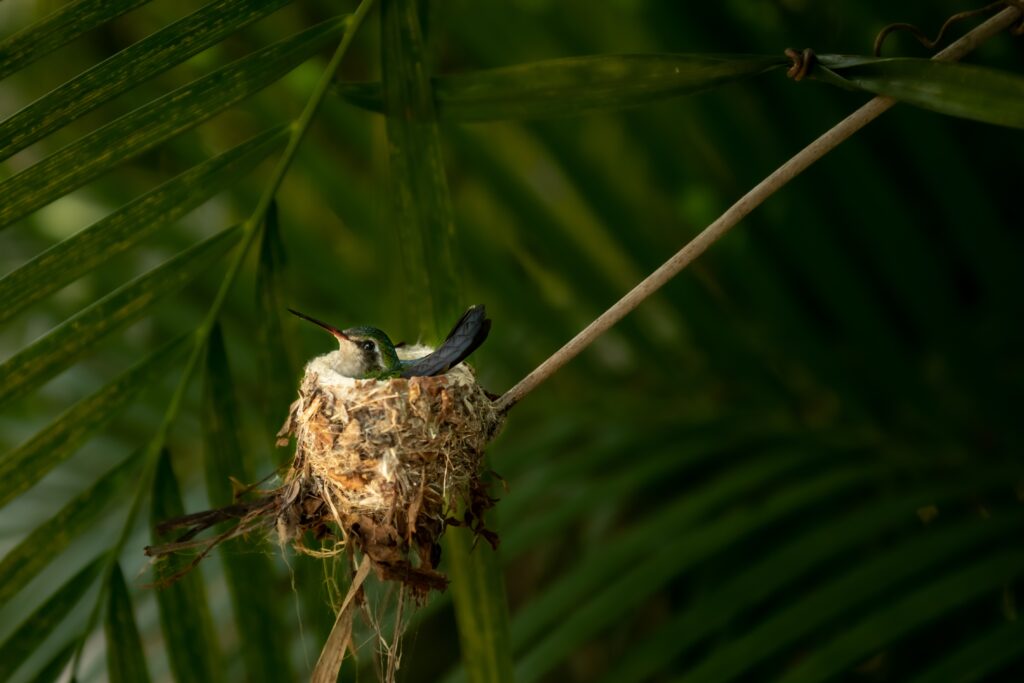 Where Do Hummingbirds Like to Nest? - Optics Mag