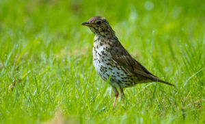 15 Types of Thrush Birds: An Overview (with Pictures) - Optics Mag