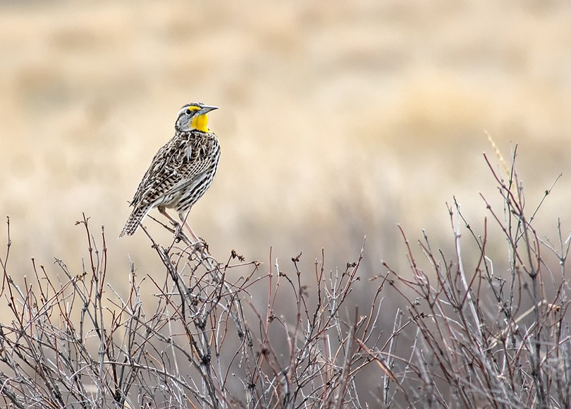 What Is North Dakota’s State Bird? How It Was Decided - Optics Mag