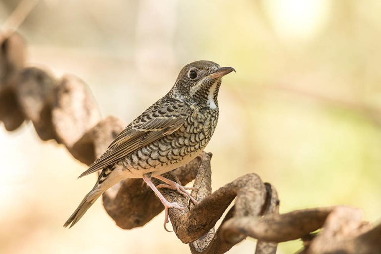 15 Types of Thrush Birds: An Overview (with Pictures) - Optics Mag