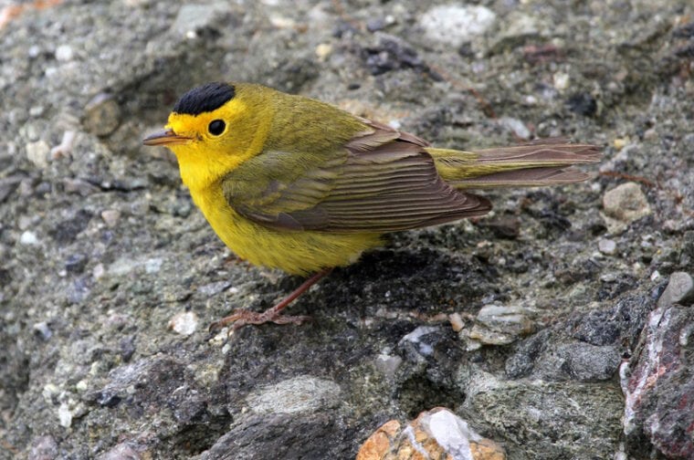 18 Birds with Yellow Heads (With Pictures) - Optics Mag