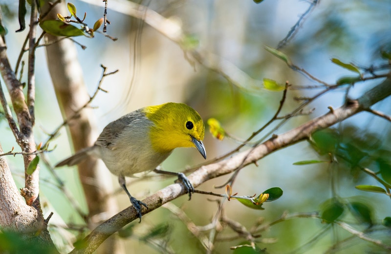 18 Birds with Yellow Heads (With Pictures) - Optics Mag