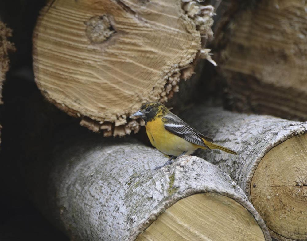 What is Maryland’s State Bird? How Was It Decided? - Optics Mag