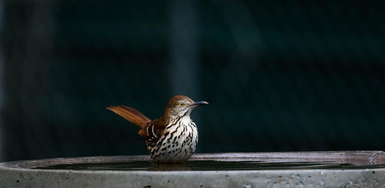 What is Georgia’s State Bird? How Was It Decided? - Optics Mag