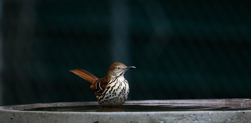 What is Georgia’s State Bird? How Was It Decided? - Optics Mag
