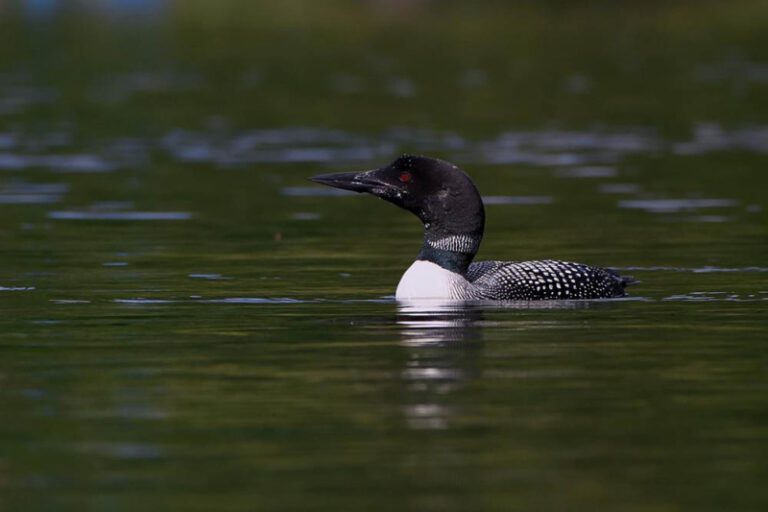 15 Interesting & Unusual Loon Facts: Wingspan, Behavior & More ...