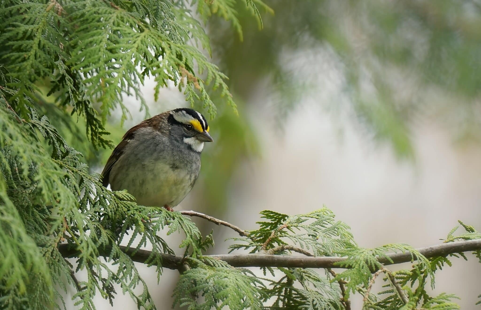 30 Common Backyard Birds in Washington (with Pictures) - Optics Mag
