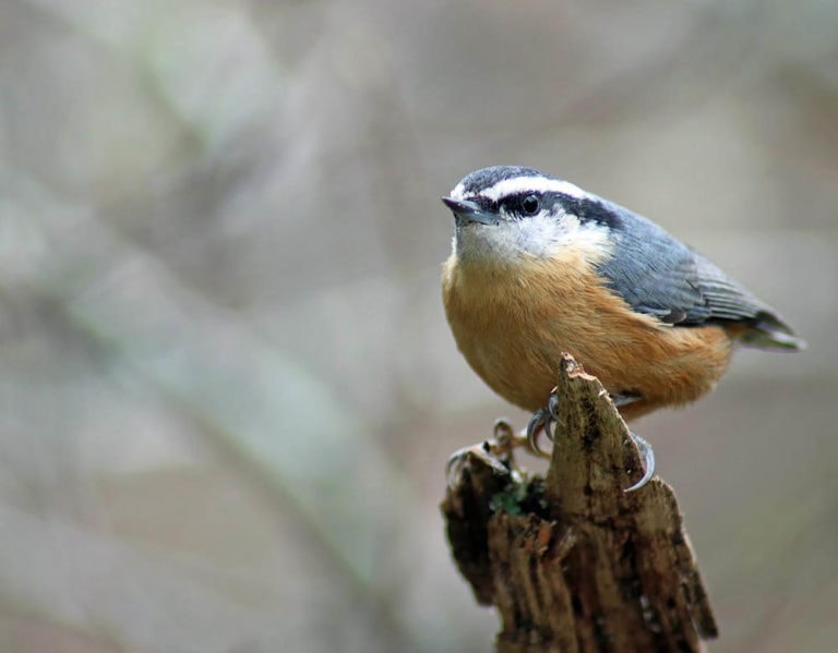 Red-Breasted Nuthatch: Field Guide, Pictures, Habitat & Info - Optics Mag