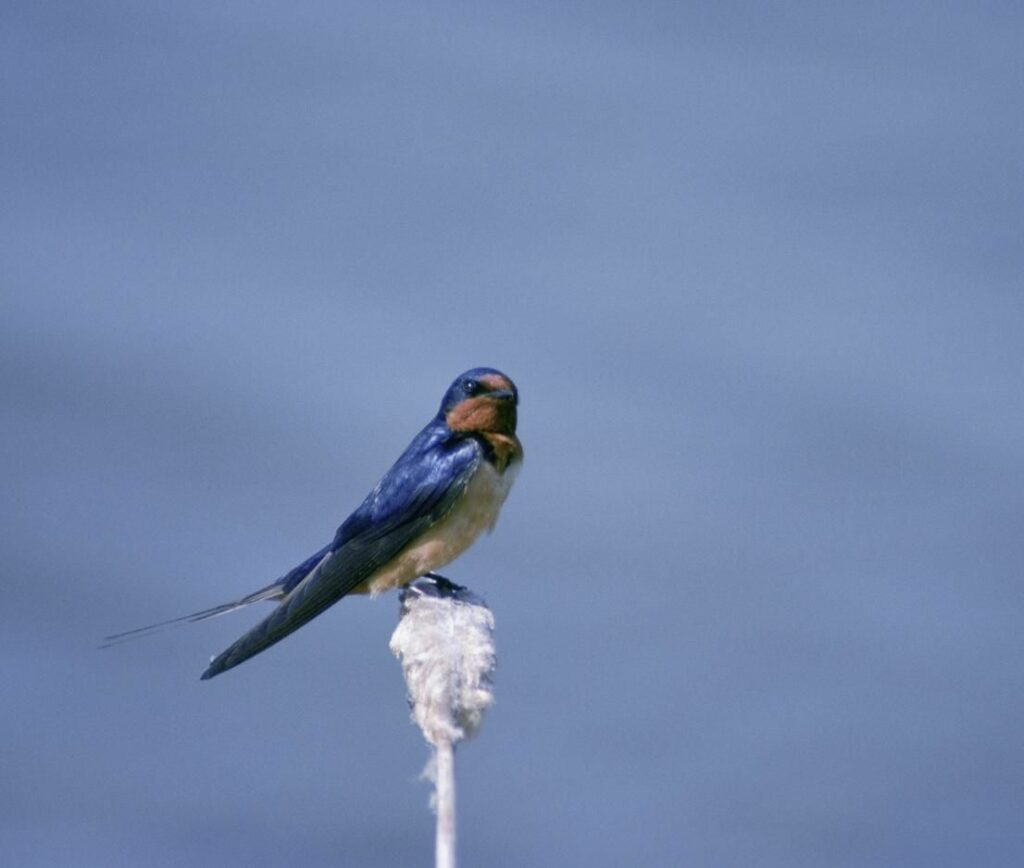 30 Common Backyard Birds in Washington (with Pictures) - Optics Mag