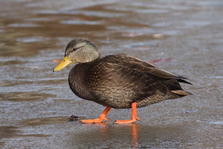 20 Breeds of Ducks in Indiana (With Pictures) - Optics Mag