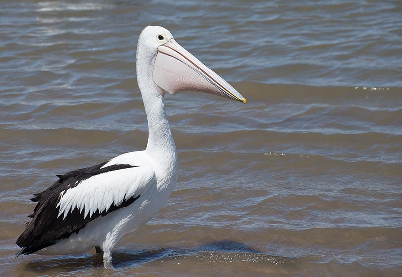 What is Louisiana's State Bird? How Was It Decided? - Optics Mag