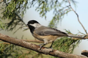 Nuthatch vs Chickadee: How to Tell the Difference - Optics Mag