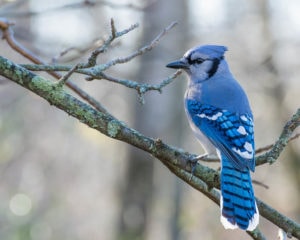 What Animals Eat Robins? 15 Typical Predators - Optics Mag