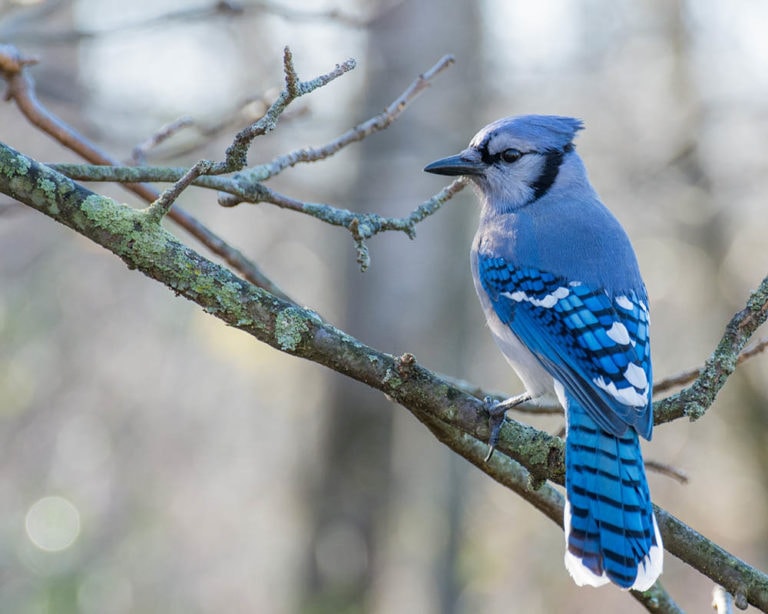 Blue Jay: Field Guide, Pictures, Habitat & Info - Optics Mag