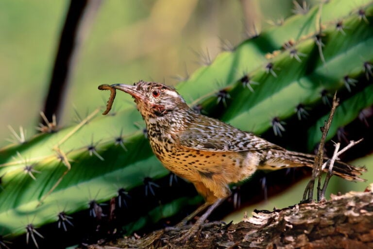 What is Arizona’s State Bird? How It Was Decided? - Optics Mag