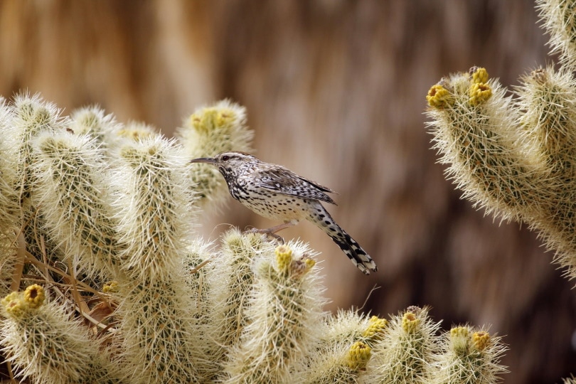 What is Arizona’s State Bird? How It Was Decided? - Optics Mag