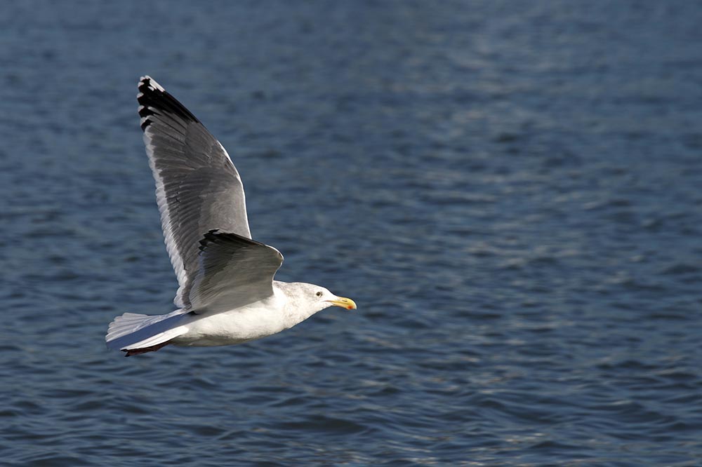 What Is Utah’s State Bird? How It Was Decided - Optics Mag