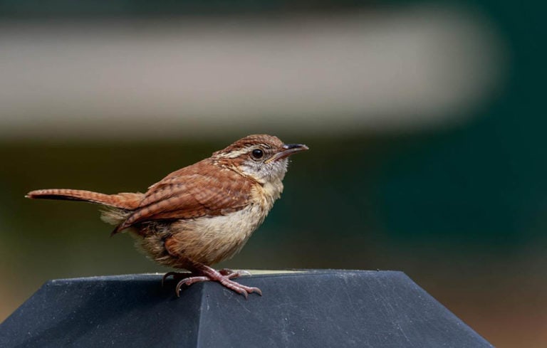 What Is South Carolina's State Bird? How Was It Decided? - Optics Mag