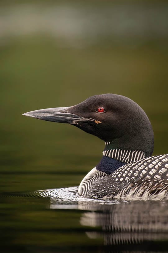What Is Minnesota's State Bird? How Was It Decided? - Optics Mag