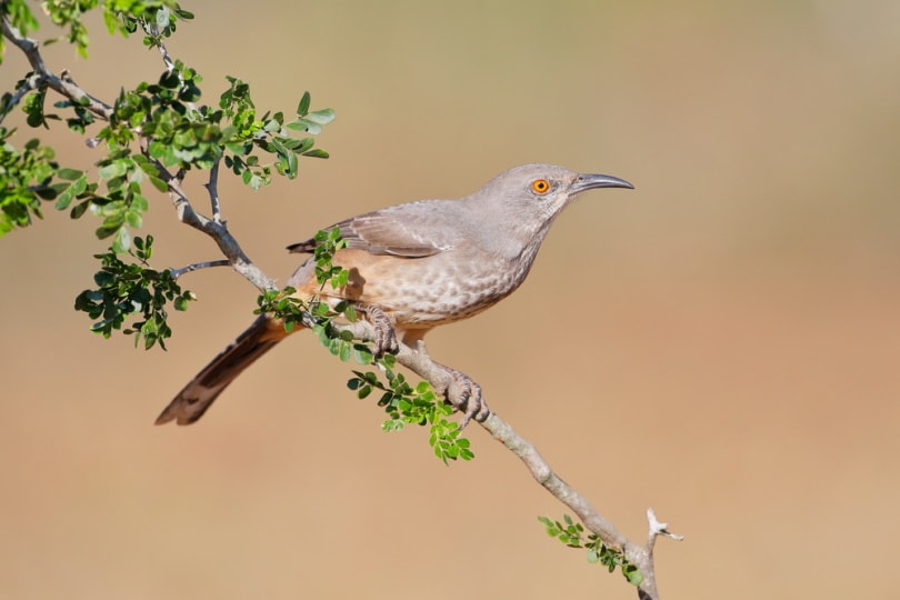 10 Common Backyard Birds in Arizona (with Pictures) - Optics Mag