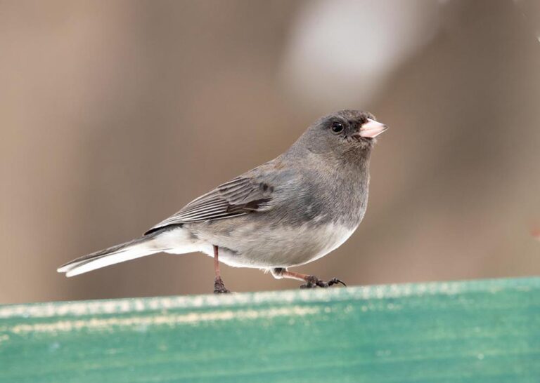 39 Common Backyard Birds in Kentucky (with Pictures) - Optics Mag