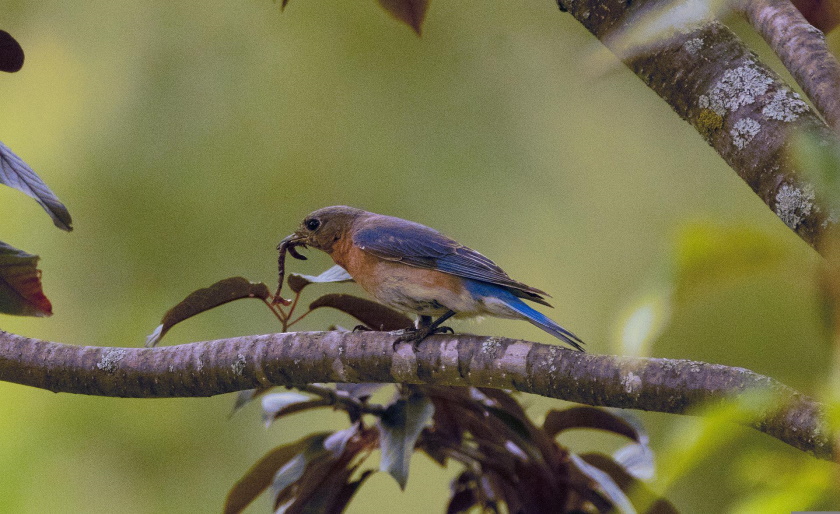 What is the State Bird of Missouri? How Was it Decided? - Optics Mag