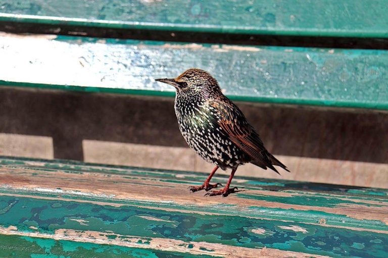 3 Types of Starlings (With Pictures) - Optics Mag