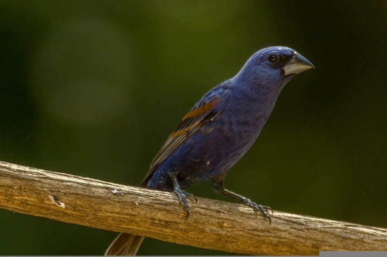 30 Common Backyard Birds in Virginia (with Pictures) - Optics Mag