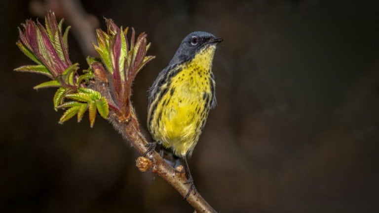 What Is Michigan's State Bird? When It Was Decided - Optics Mag