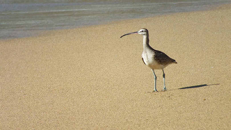 15 Birds with Long Beaks (With Pictures) - Optics Mag