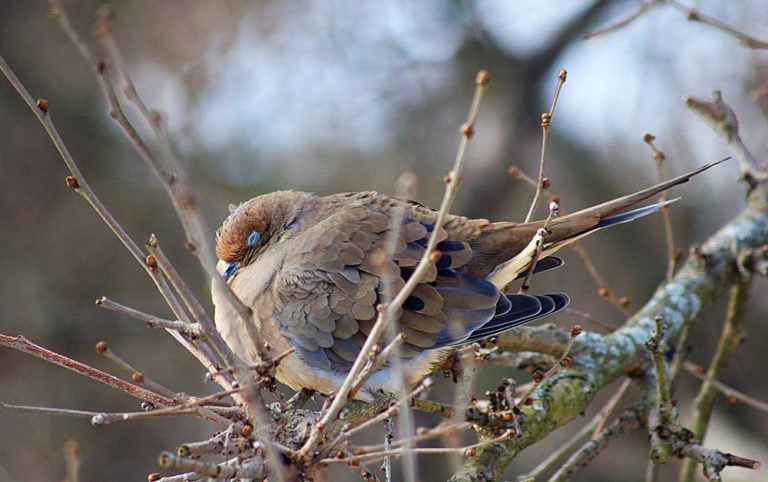 What Eats Mourning Doves? 5 Potential Predators - Optics Mag