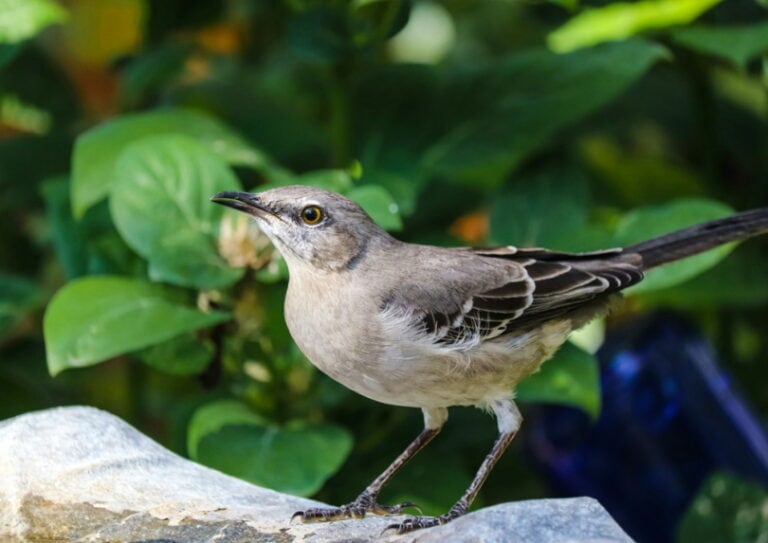 10 Interesting & Fun Mockingbird Facts You Never Knew - Optics Mag