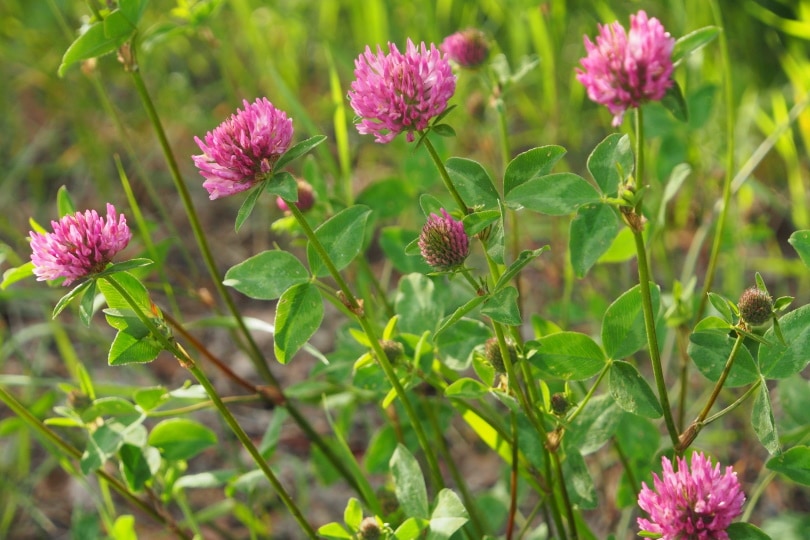 What Is Vermont’s State Bird? How Was It decided? - Optics Mag