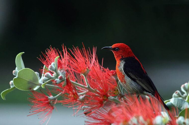 20 Birds With Red Chests (with Pictures) - Optics Mag