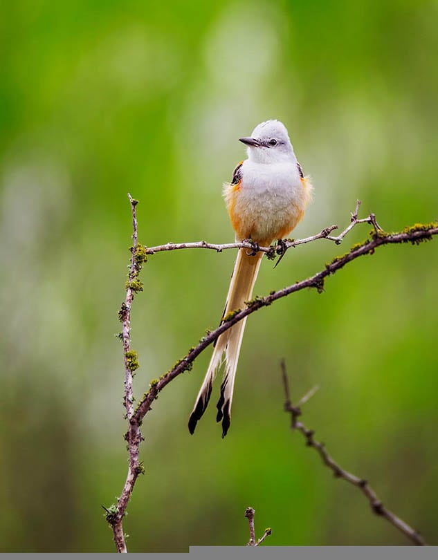 What is Oklahoma’s State Bird? How It Was Decided - Optics Mag
