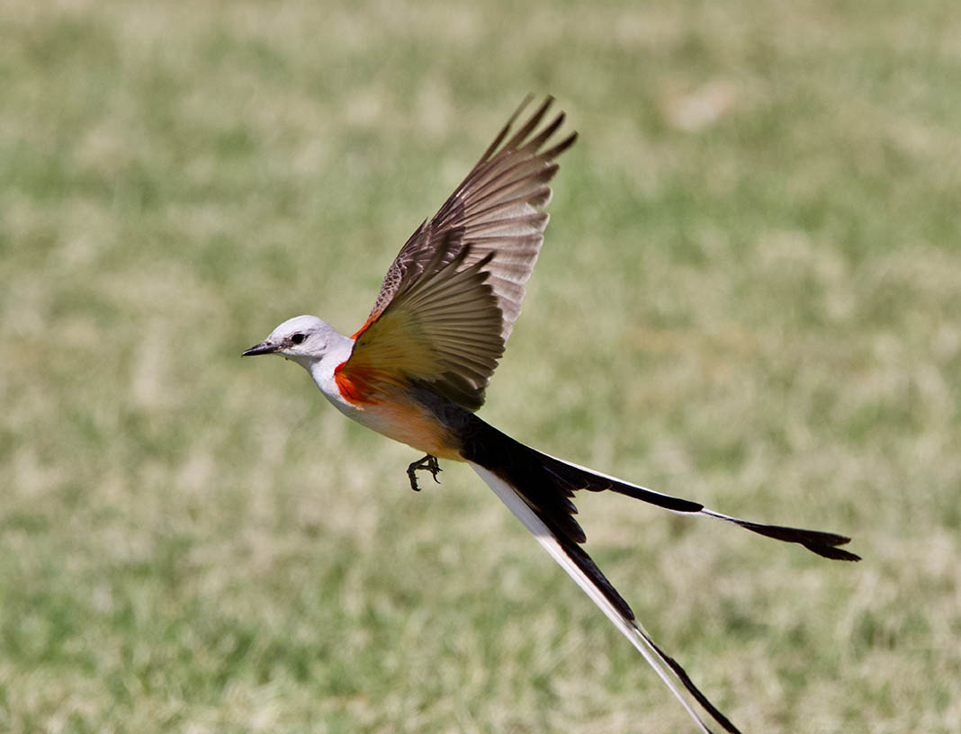 What is Oklahoma’s State Bird? How It Was Decided - Optics Mag