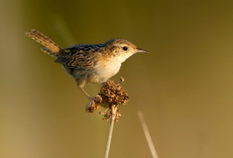 22 Common Backyard Birds in Arkansas (with Pictures) - Optics Mag