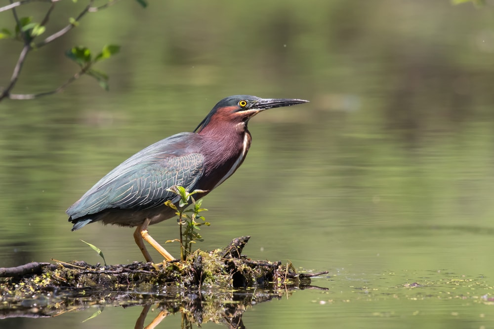15 Birds with Long Legs (With Pictures) - Optics Mag